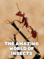 The Ascent of Man - Top Documentary Films